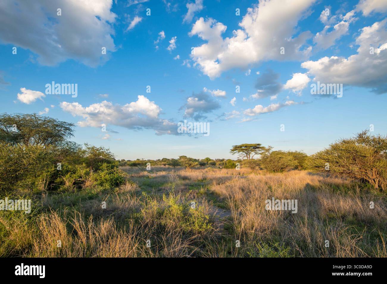 January 12, 2018 - Hwange, Zimbabwe - A landscape view of the ...