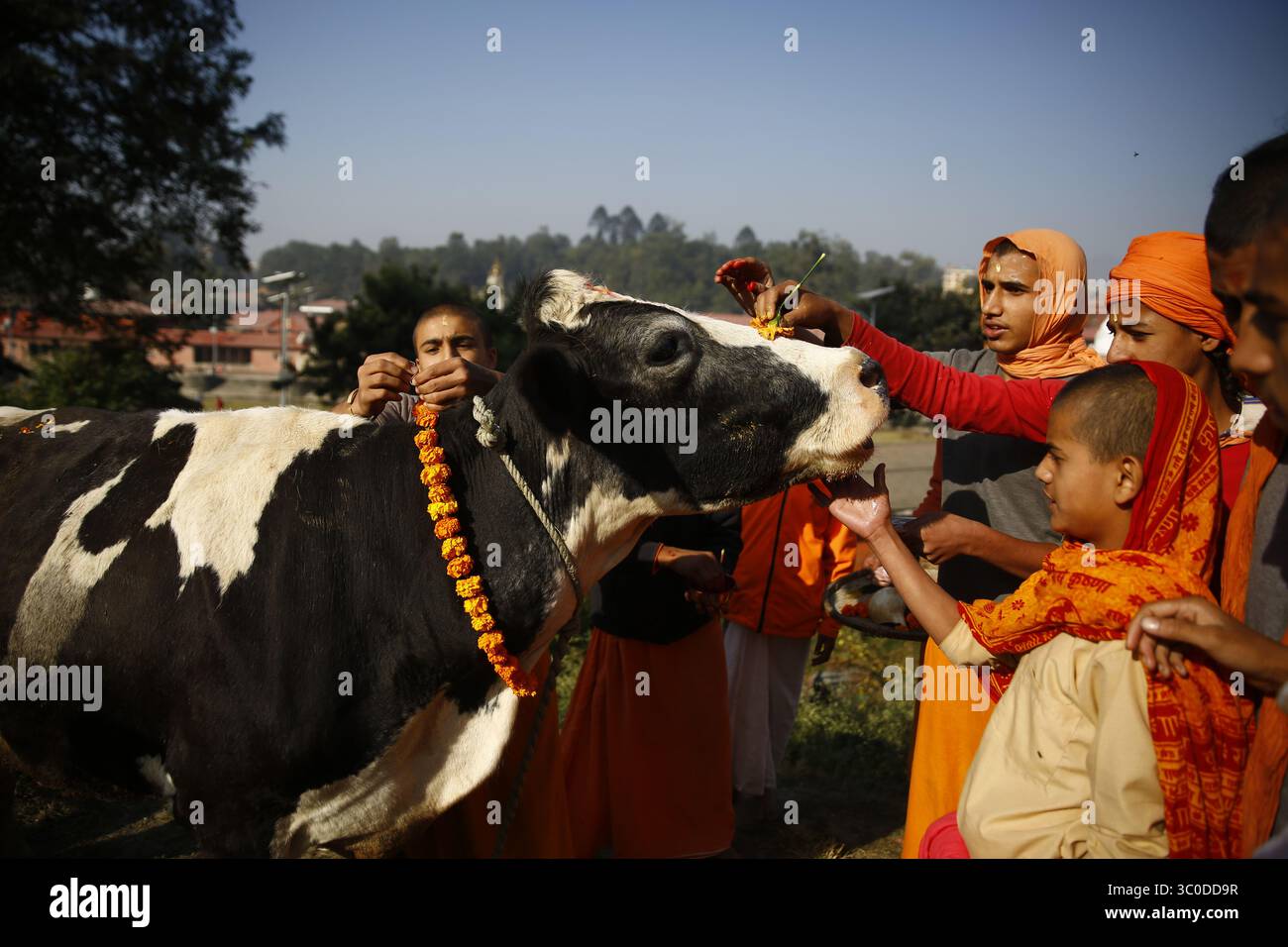 November 7, 2018 - Kathmandu, Nepal - Priests worship a cow during ...