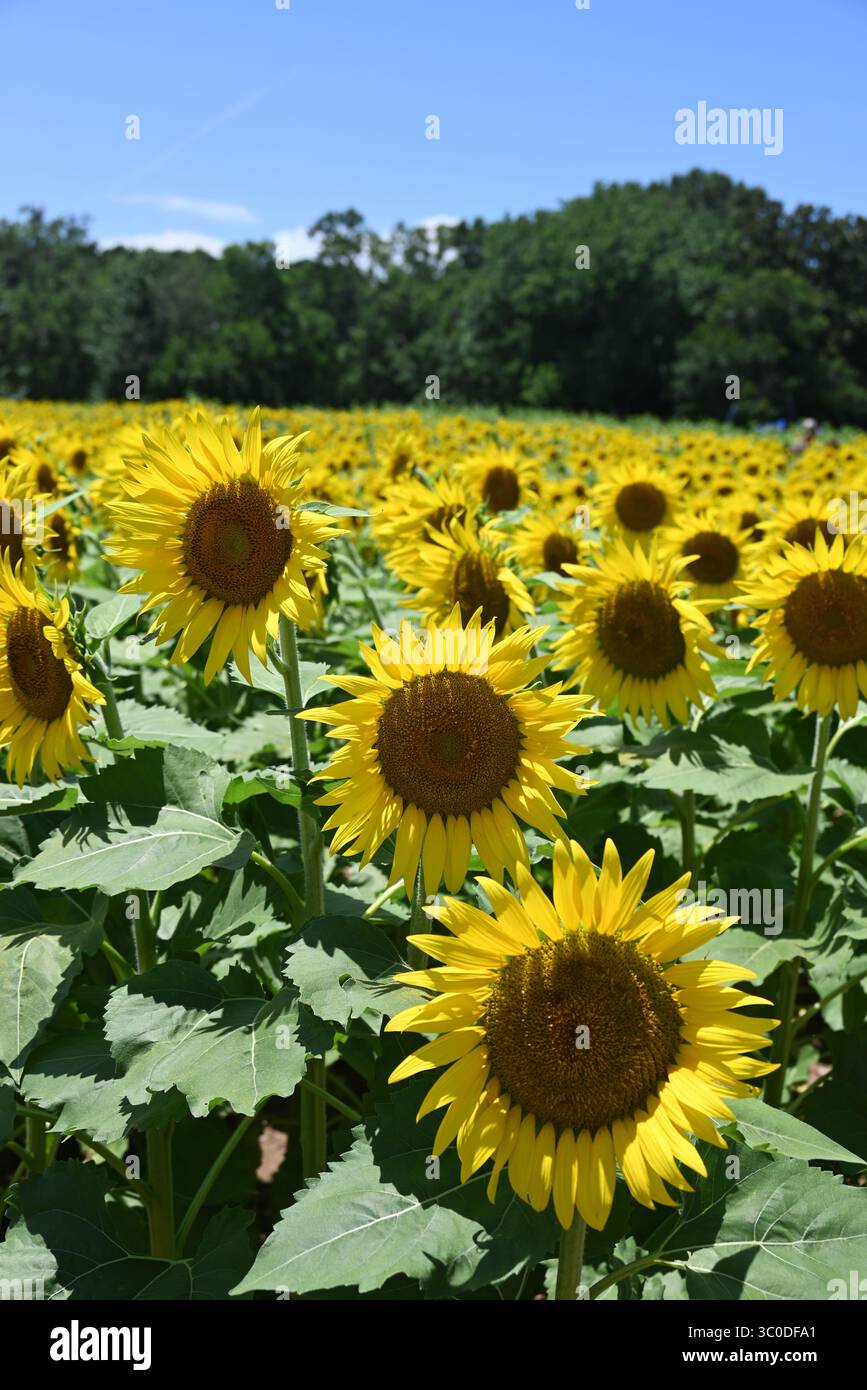 The annual sunflower field is in bloom at Dorothea Dix Park in Raleigh ...