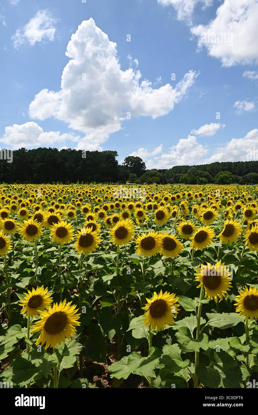 The annual sunflower field is in bloom at Dorothea Dix Park in Raleigh ...