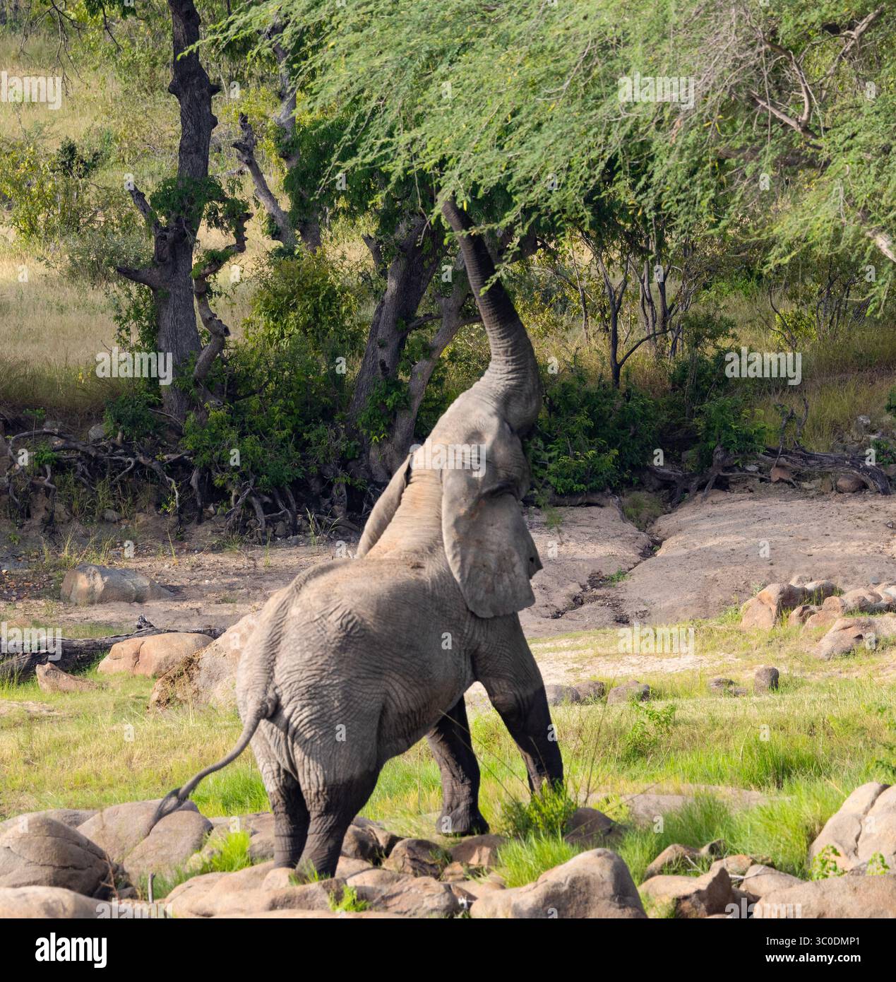 A big bull elephant stretches up using his trunk to reach the lower ...