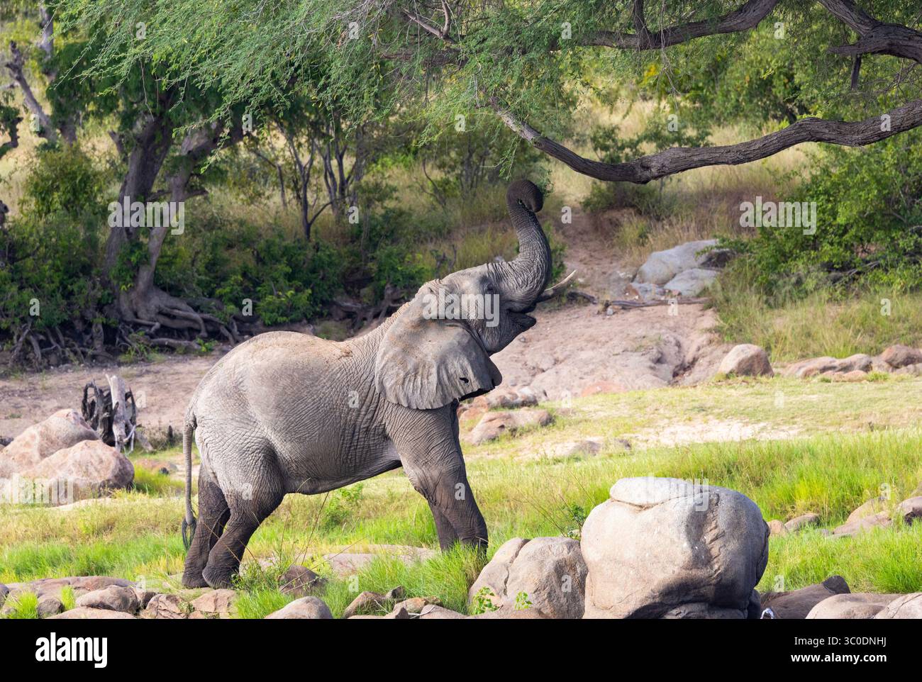 A big bull elephant stretches up using his trunk to reach the lower ...