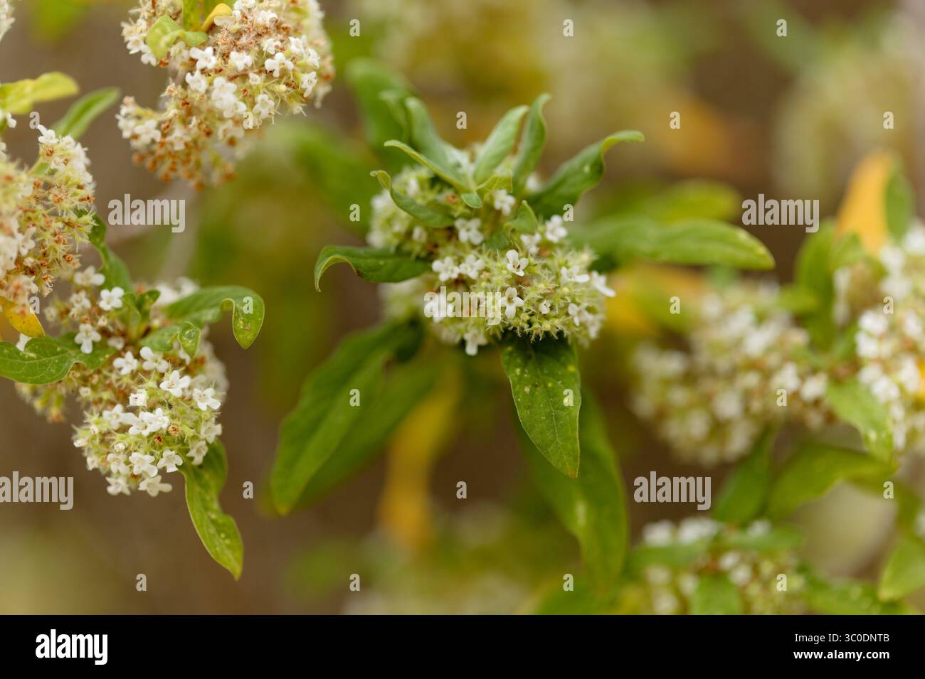 Flora of Gran Canaria - small white flowers of Bystropogon canariensis ...