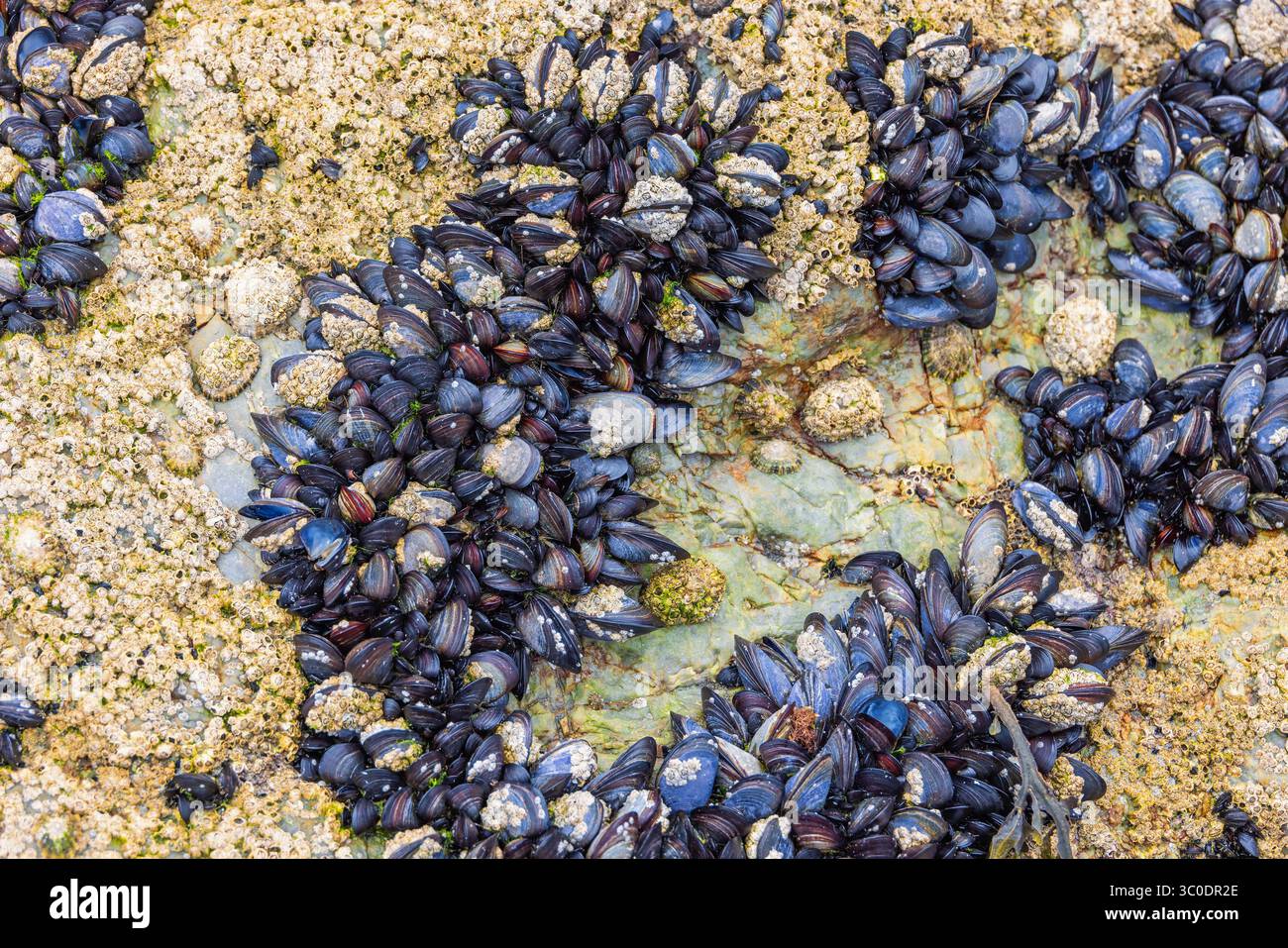 Blue mussel and barnacles on a rock in low tide Stock Photo - Alamy