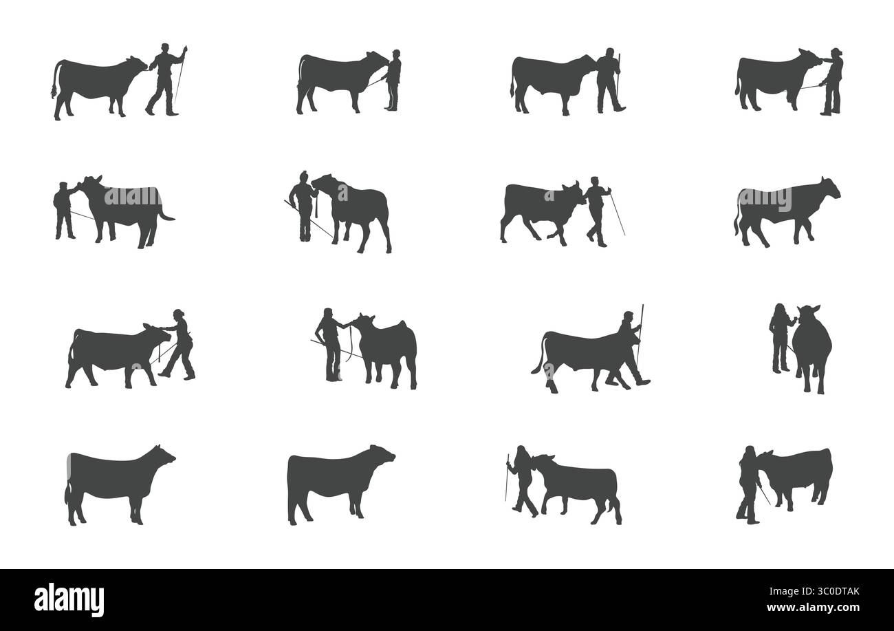 Show Steer Svg, Show Steer Silhouette, Livestock Svg, Livestock ...