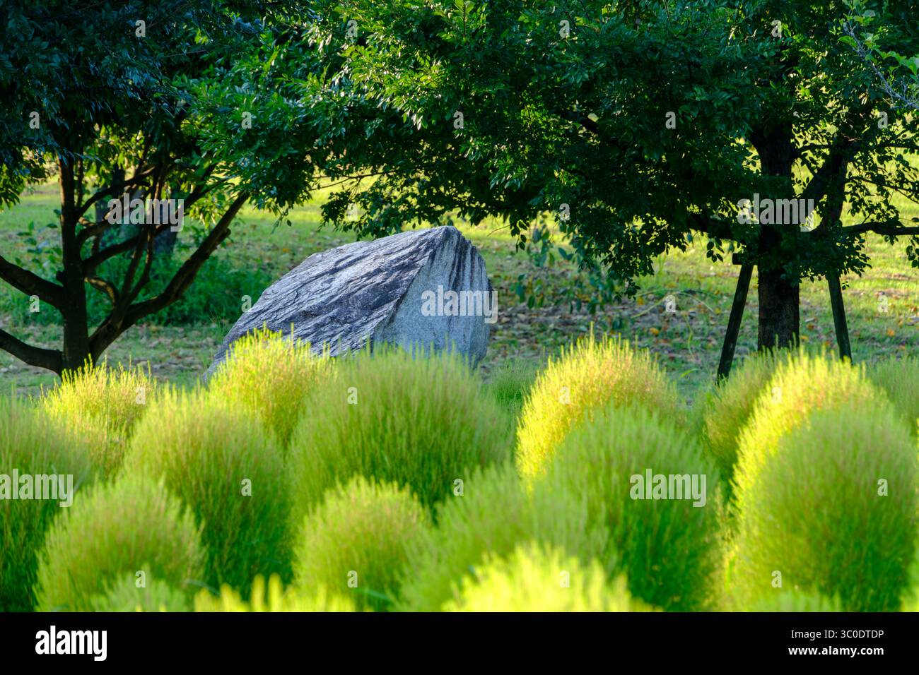 Sunlit Kochia Shrubs Framing Boulder Beneath Lush Park Trees Stock ...