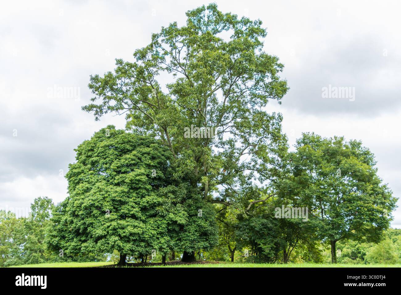 Lush green trees standing hi-res stock photography and images - Alamy