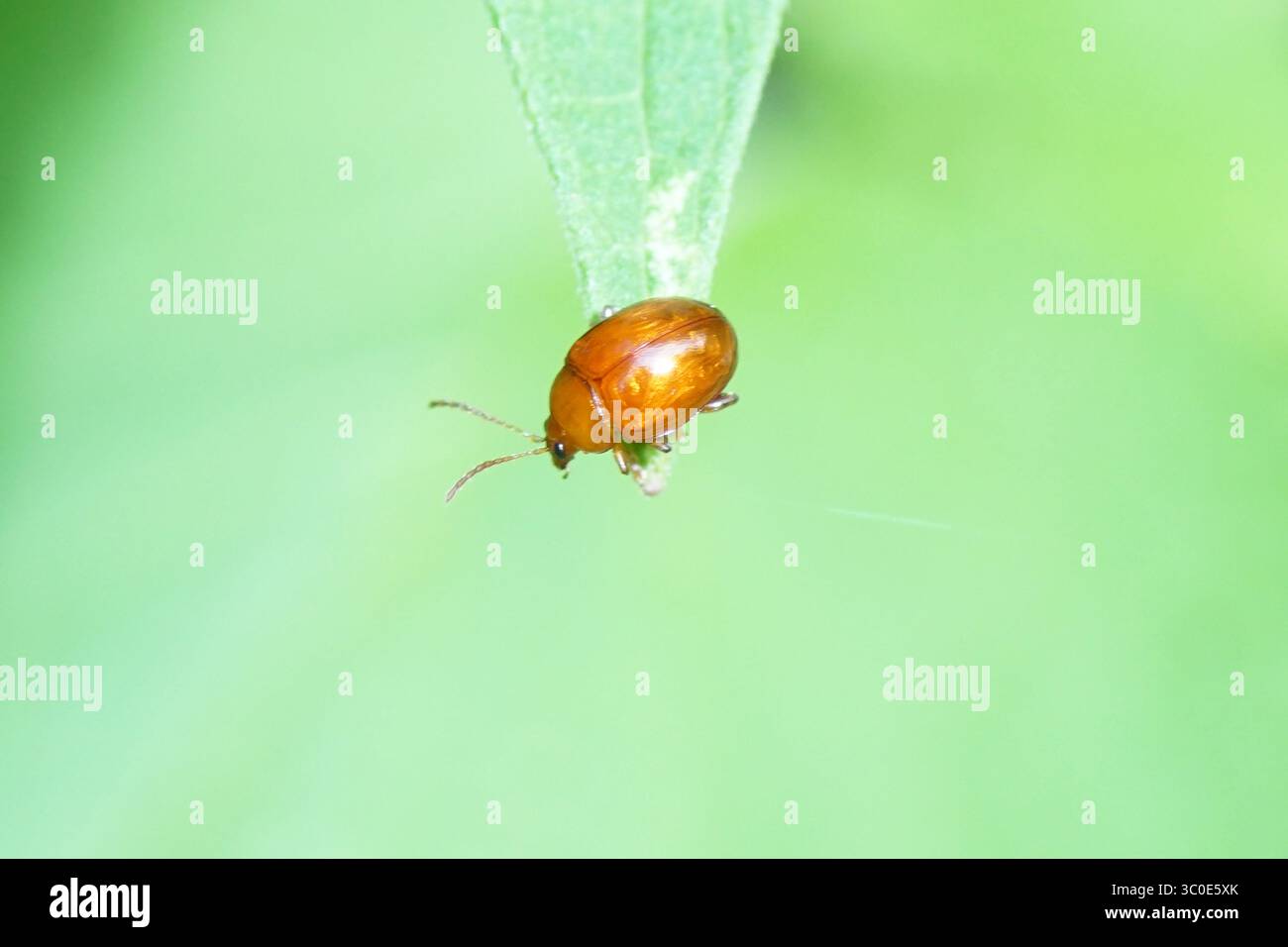 Leaf beetle Sphaeroderma. Sphaeroderma rubidum or Sphaeroderma ...