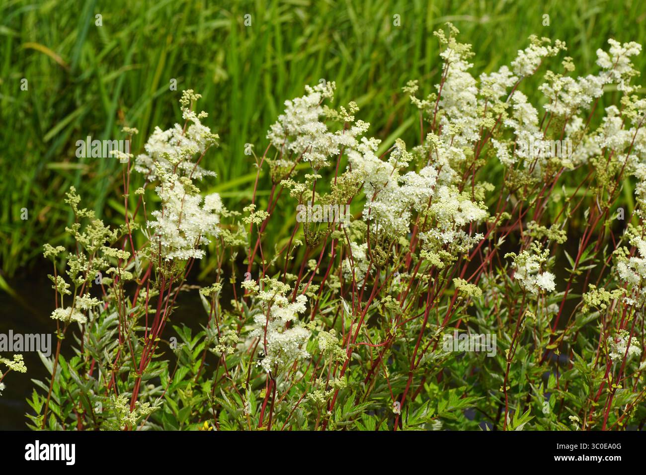 White flowers of Filipendula ulmaria, meadowsweet, mead wort. Family ...