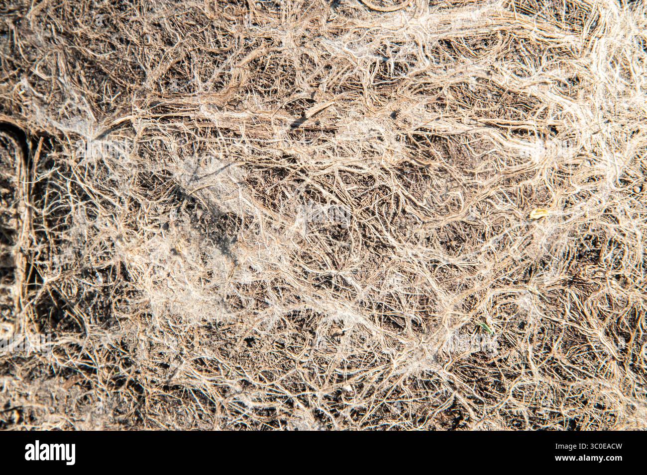 Plant roots intertwined in soil, forming a detailed organic abstract ...
