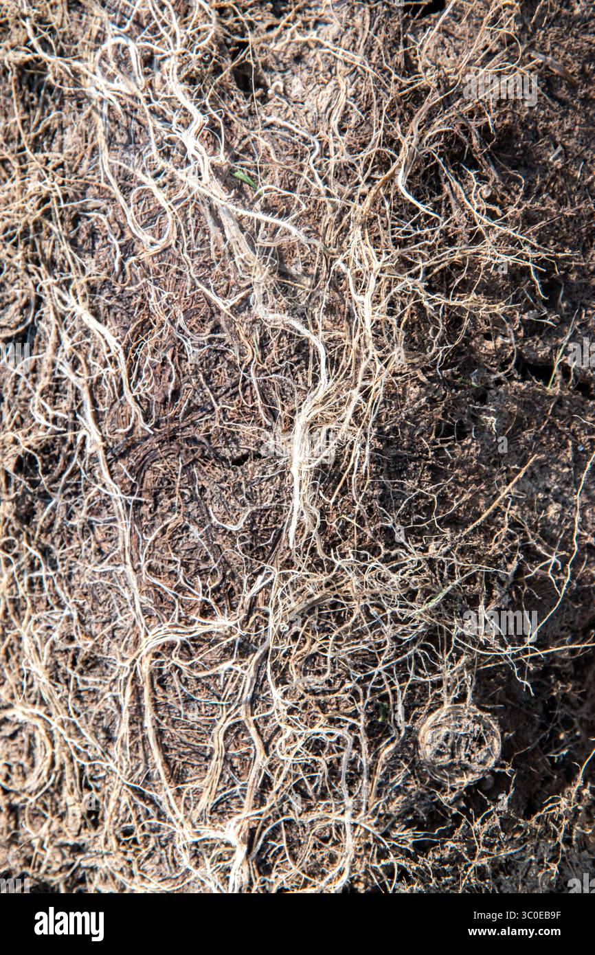 Plant roots intertwined in soil, forming a detailed organic abstract ...