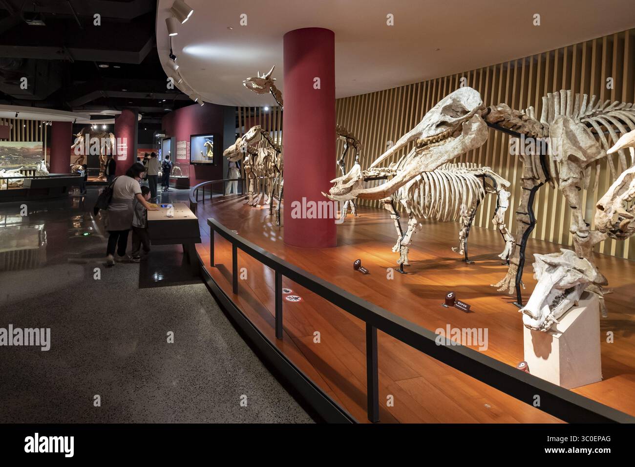 Exhibition, Exhibition rooms, Shanghai natural history museum, Jing an ...