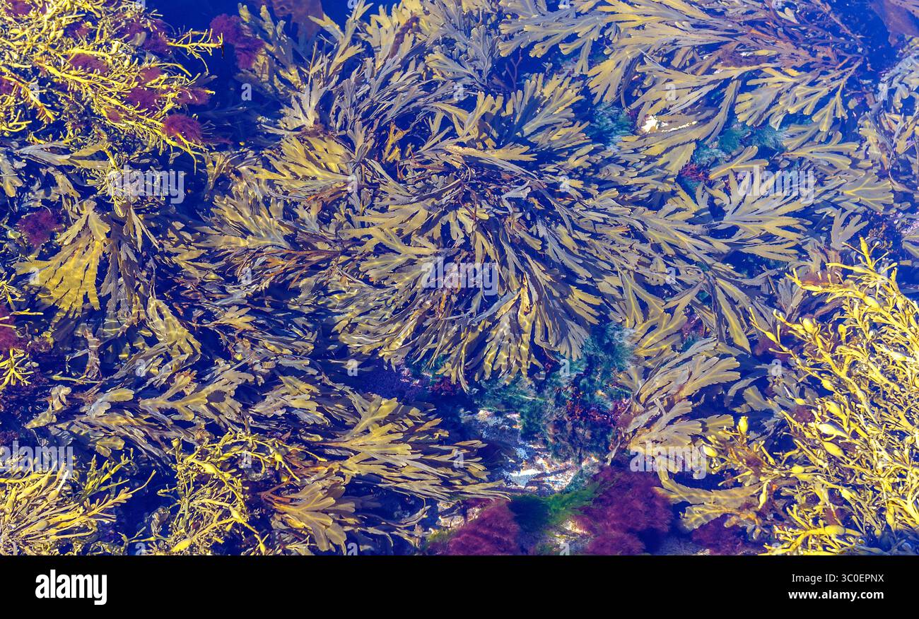 Knotted wrack algae hi-res stock photography and images - Alamy