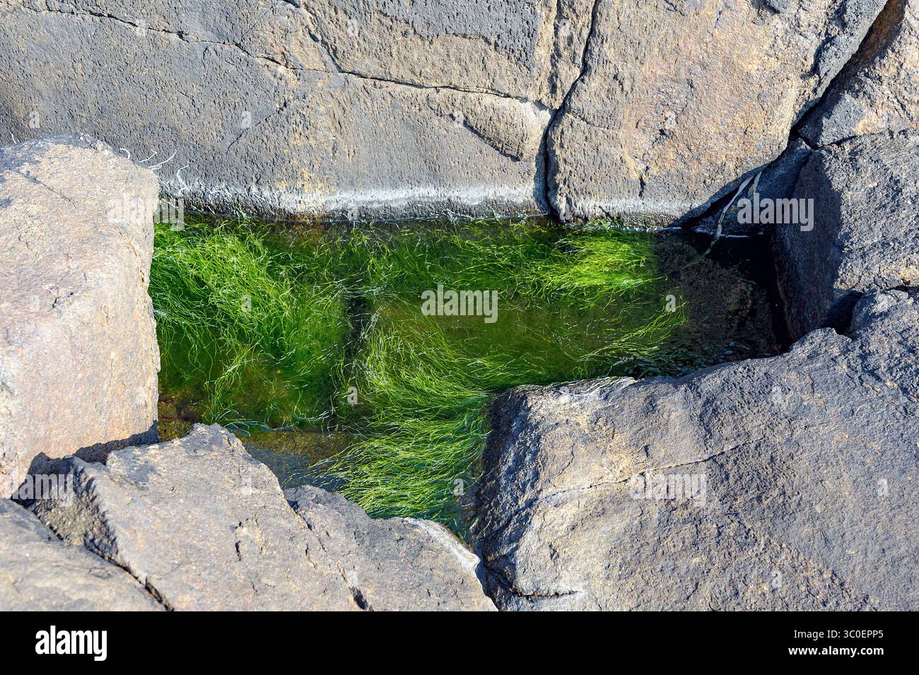 Tidepool with Gutweed (Ulva intestinalis, formerly: Enteromorpha ...