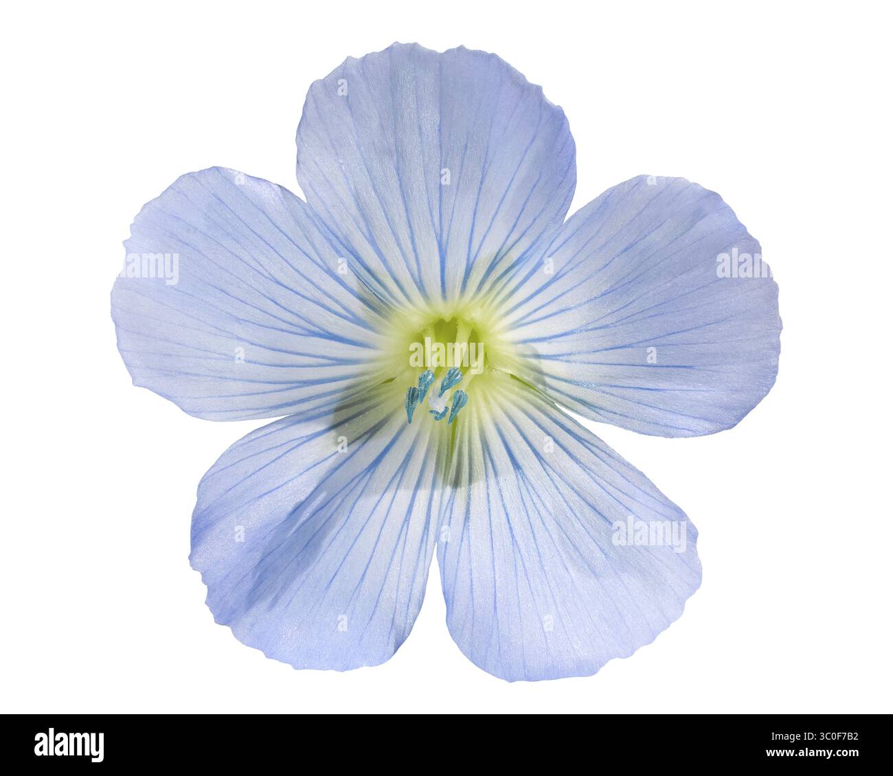 Flowering linseed crop linum Cut Out Stock Images & Pictures - Alamy