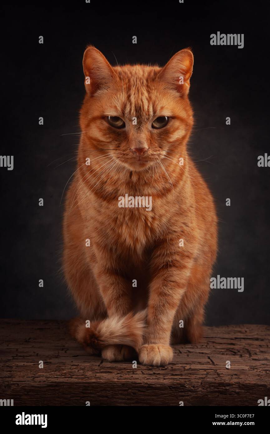 Dramatic tabby cat hi-res stock photography and images - Alamy