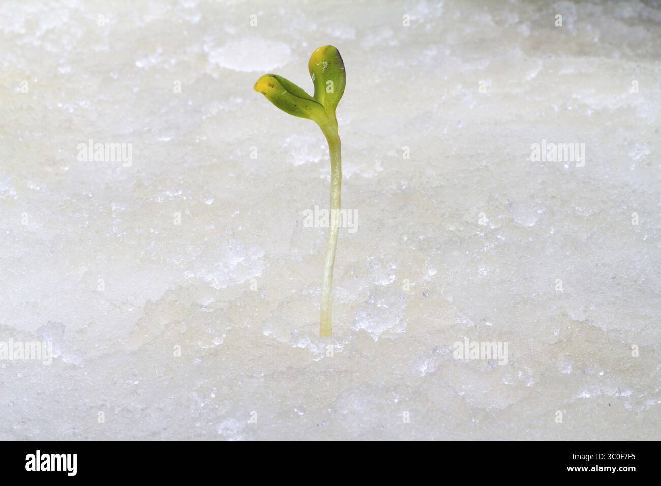 First plants hi-res stock photography and images - Alamy