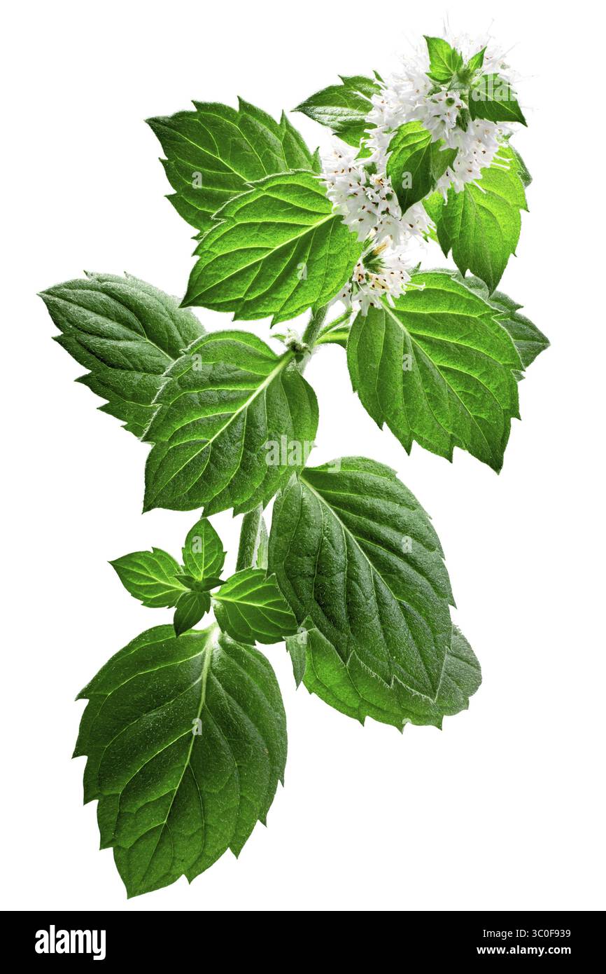 Peppermint (Mentha piperita) flowering plant, isolated Stock Photo - Alamy