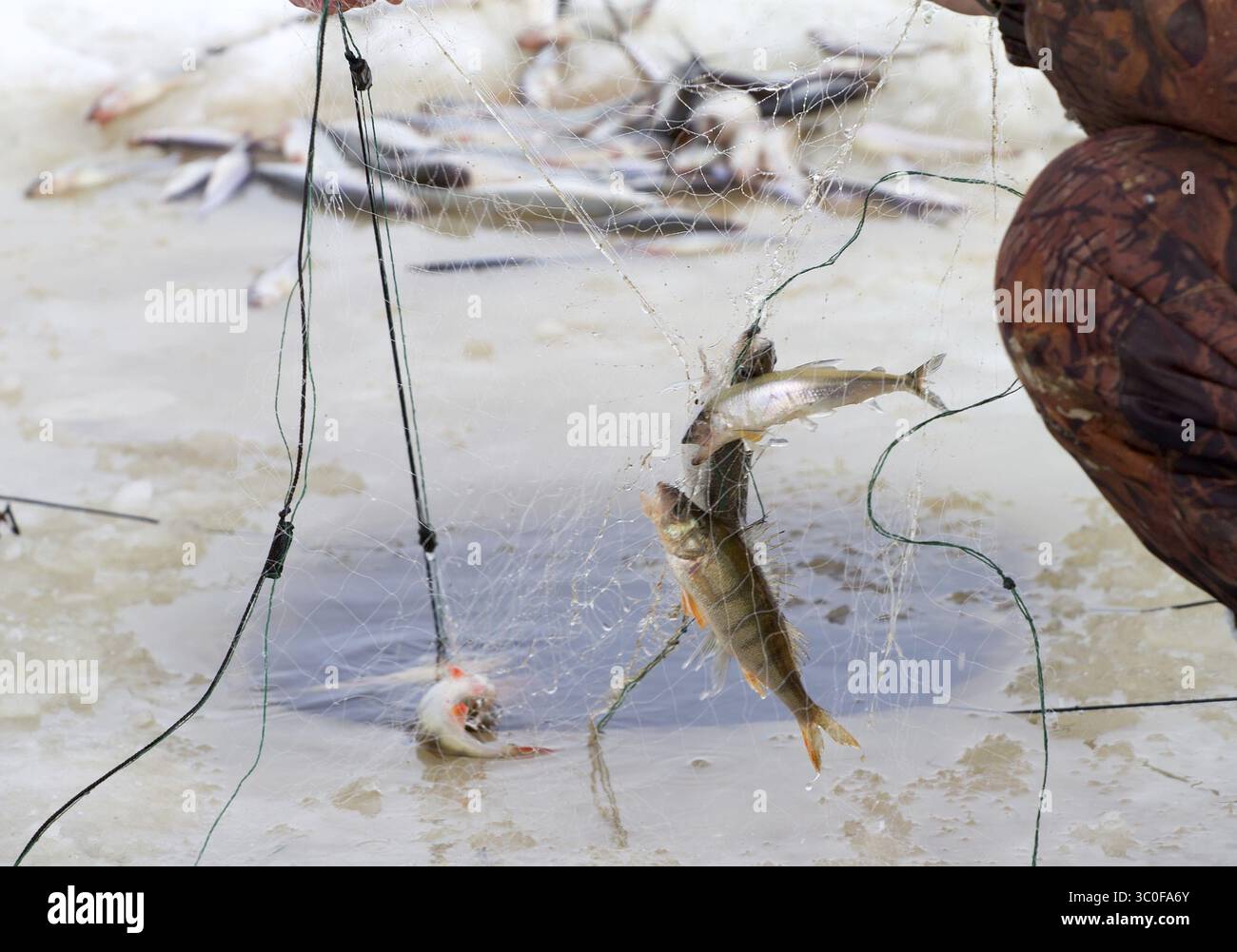 Catching by a marine net in the winter in an ice-hole Stock Photo - Alamy