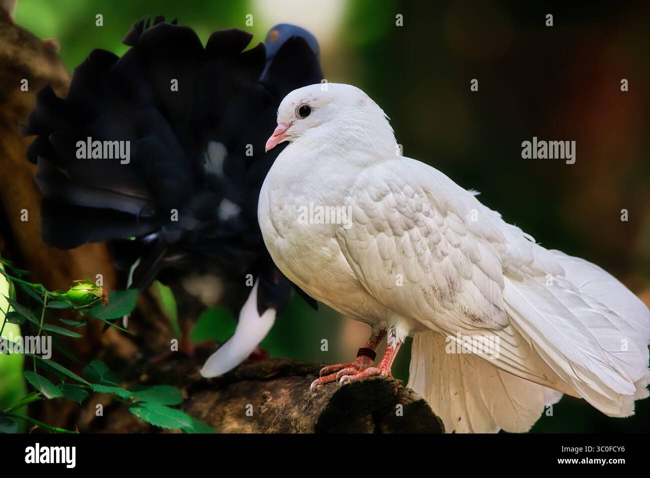 Elegant white dove illustration hi-res stock photography and images - Alamy