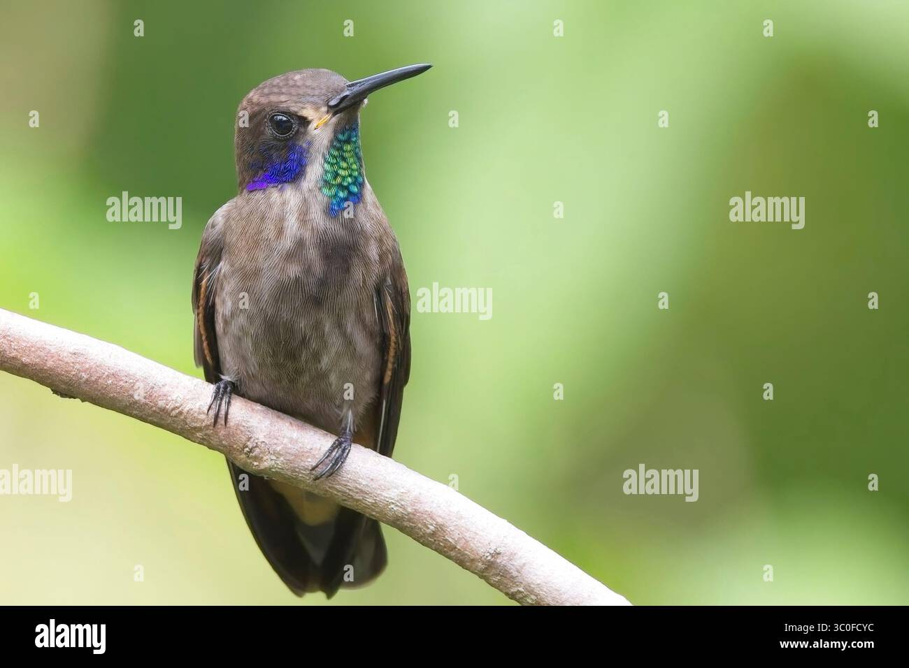 Brown Violetear hummingbird (Colibri delphinae), perched very close ...