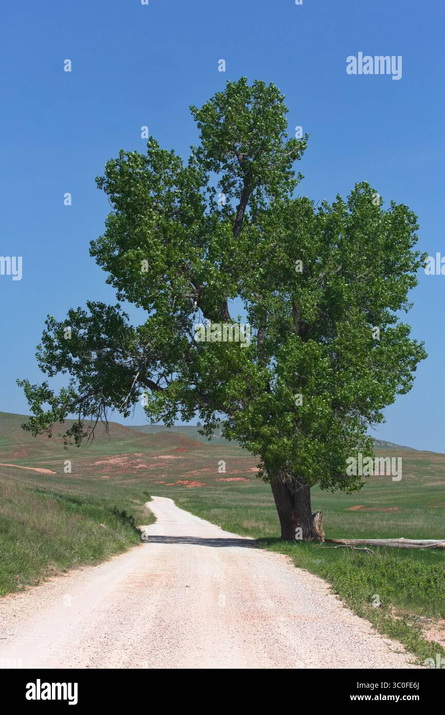 Unpaved roads add to paved roads to provide easy access, scenic drives ...