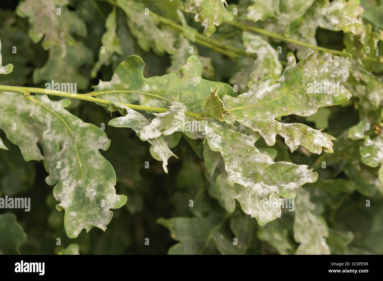 Oak leaves covered with powdery mildew growing on a tree branch in a ...