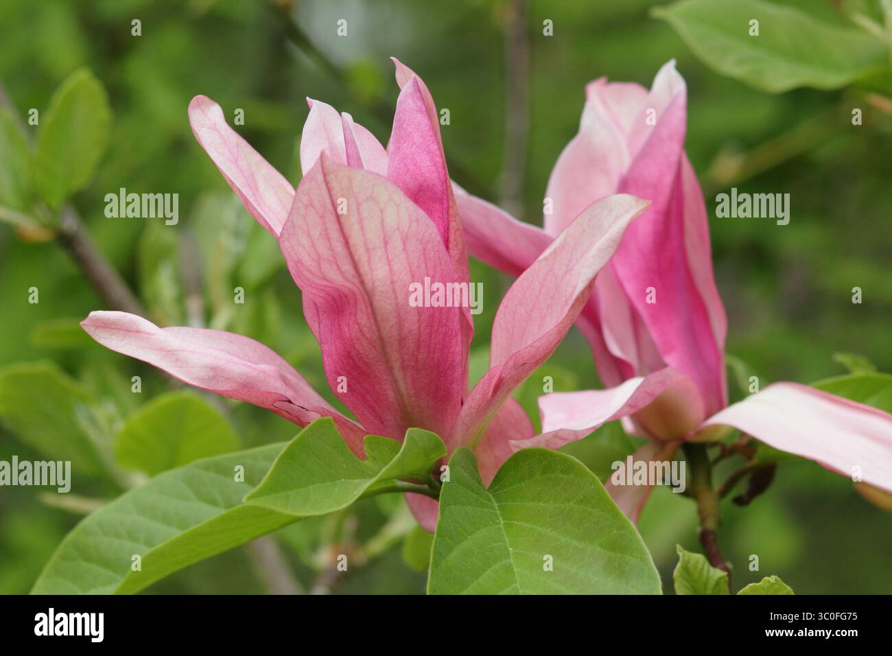 Magnolia Daybreak ornamental tree with characteristic loose rosy pink ...