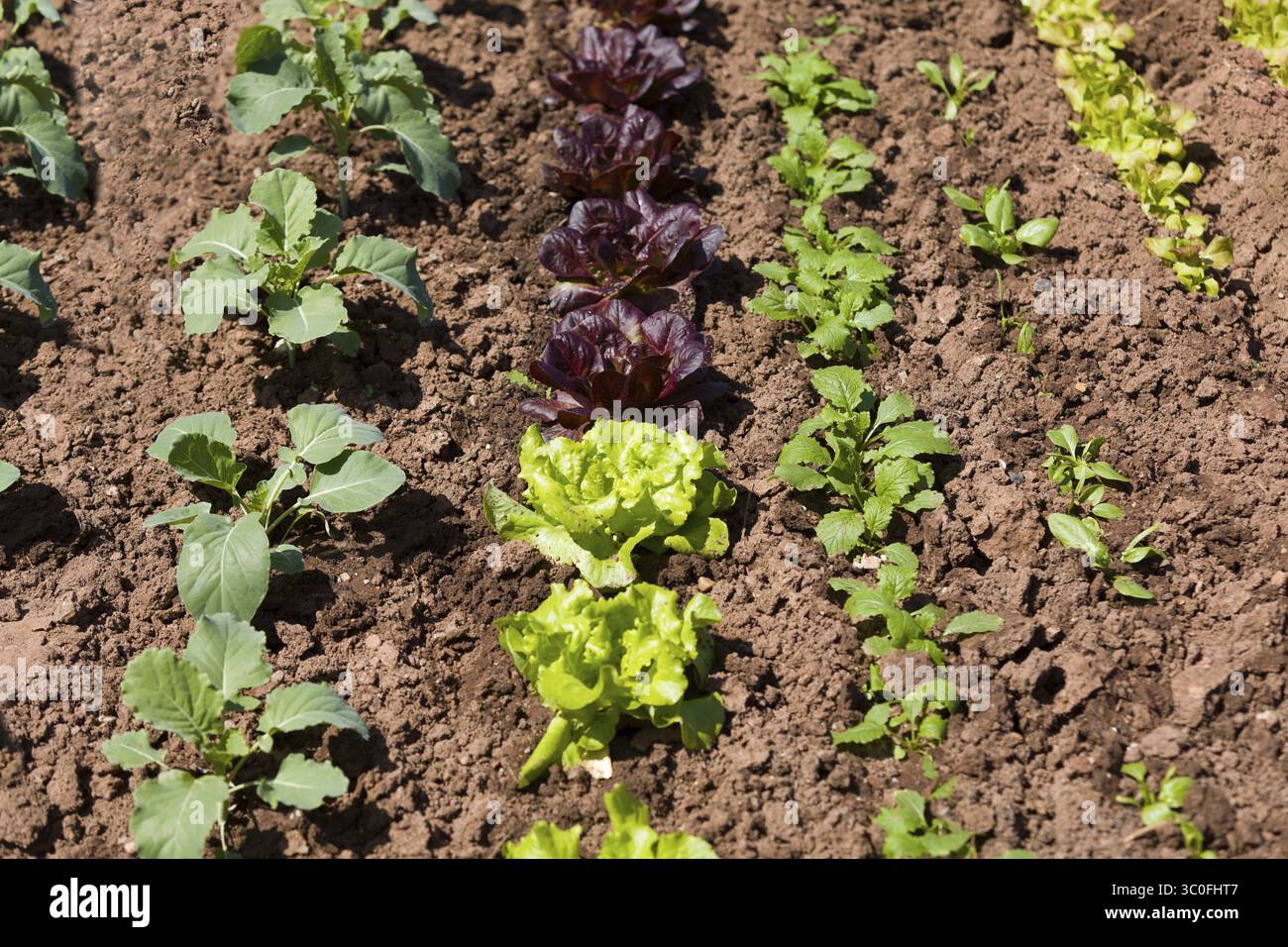 Seedlings kohlrabi hi-res stock photography and images - Alamy