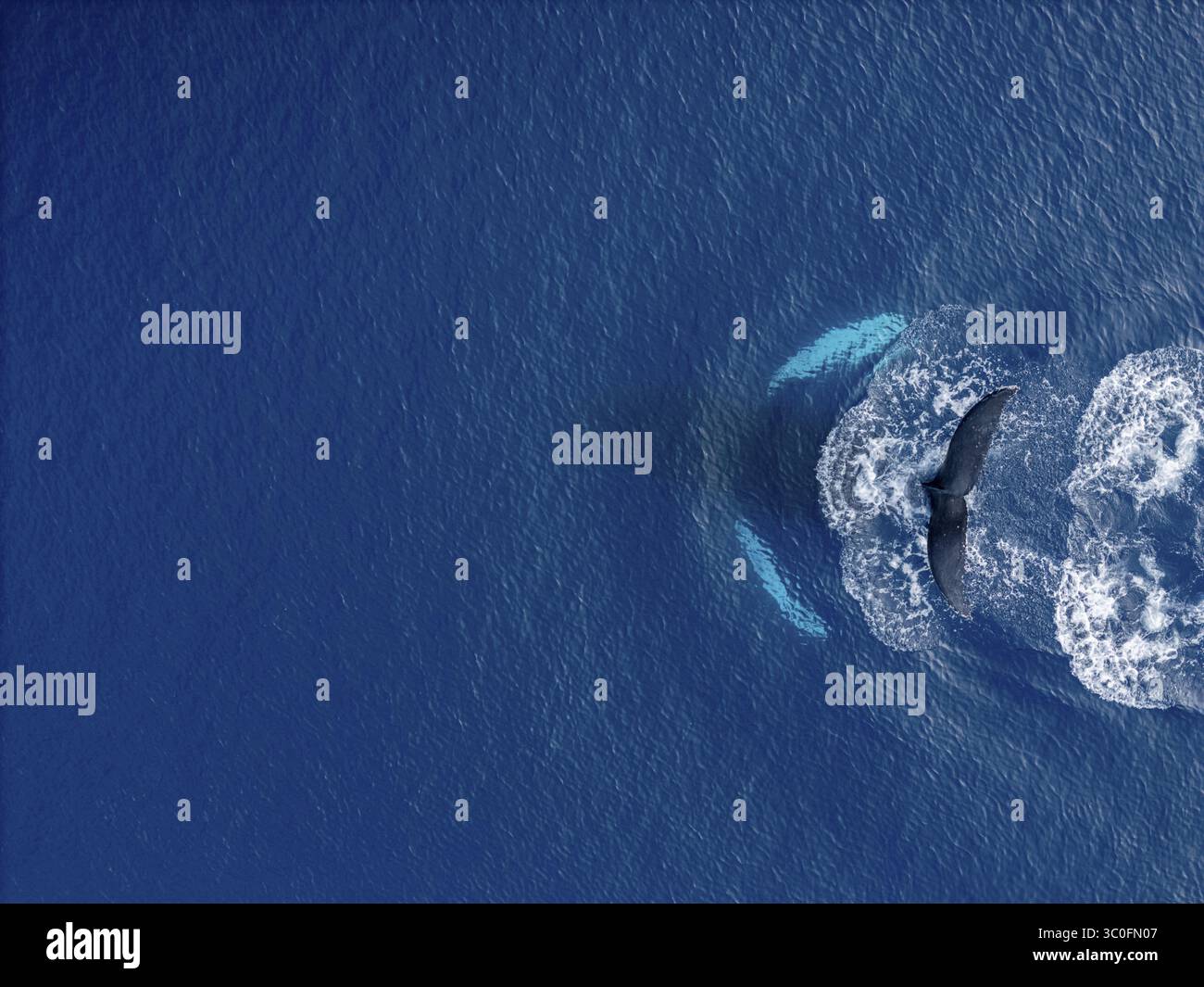 Aerial view of a whale's fluke slicing through the deep indigo waters ...
