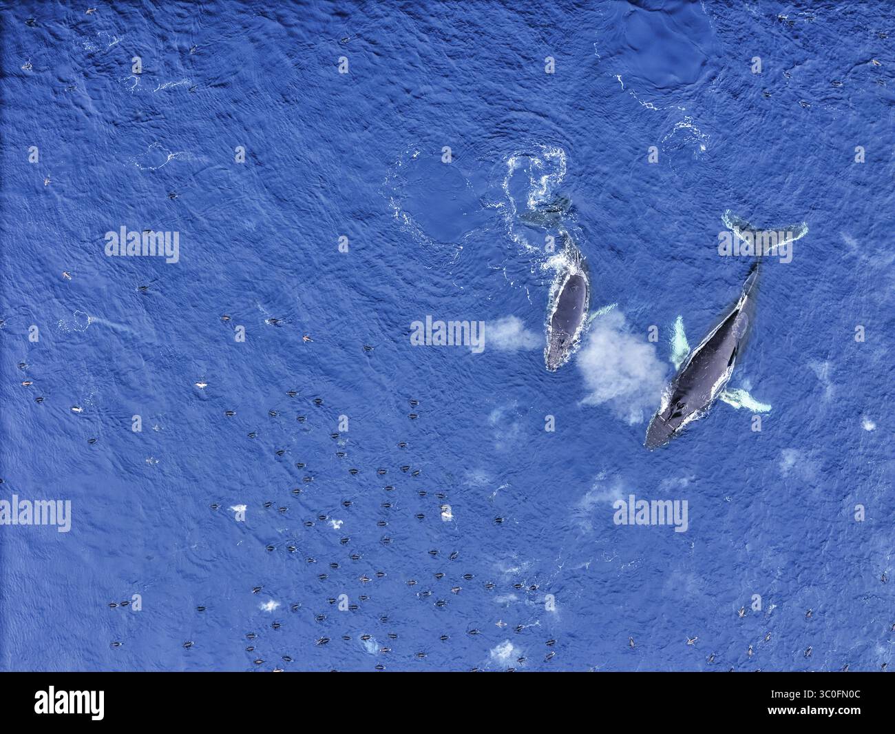 Aerial view of two whales swimming in the deep blue sea near a large ...
