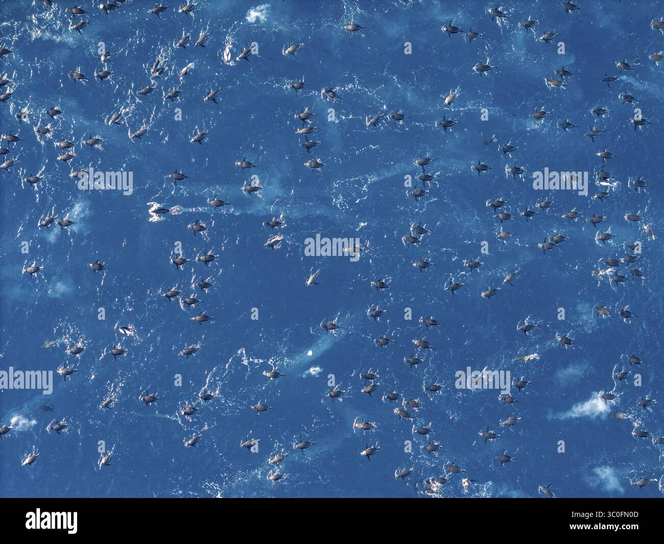 Aerial view of dark shapes scattered across the deep blue sea ...
