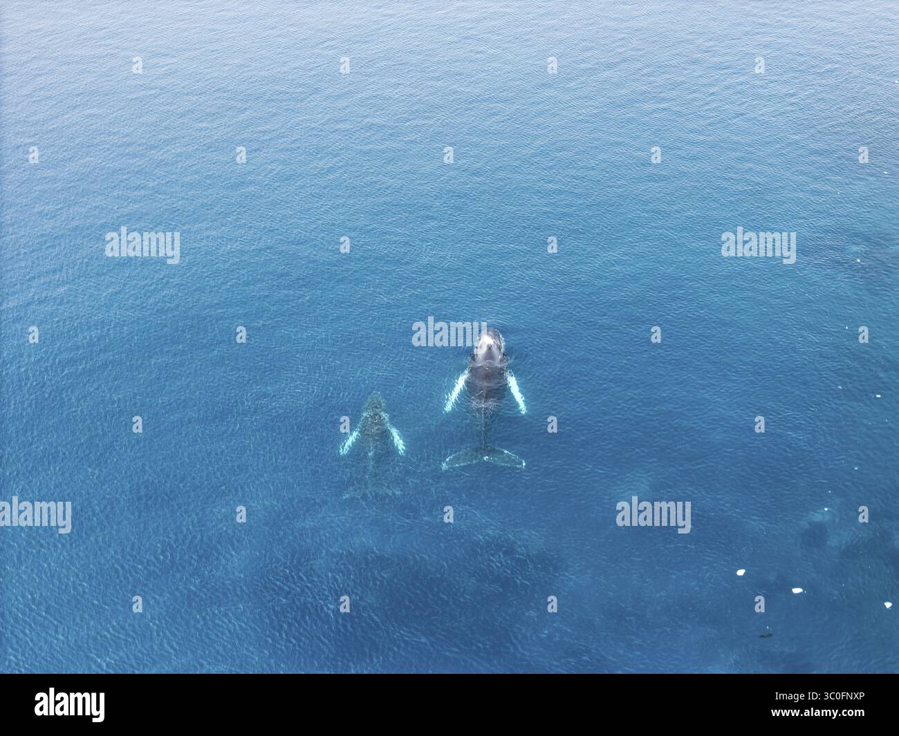 Aerial view of two whales swim in the deep blue ocean, their white ...