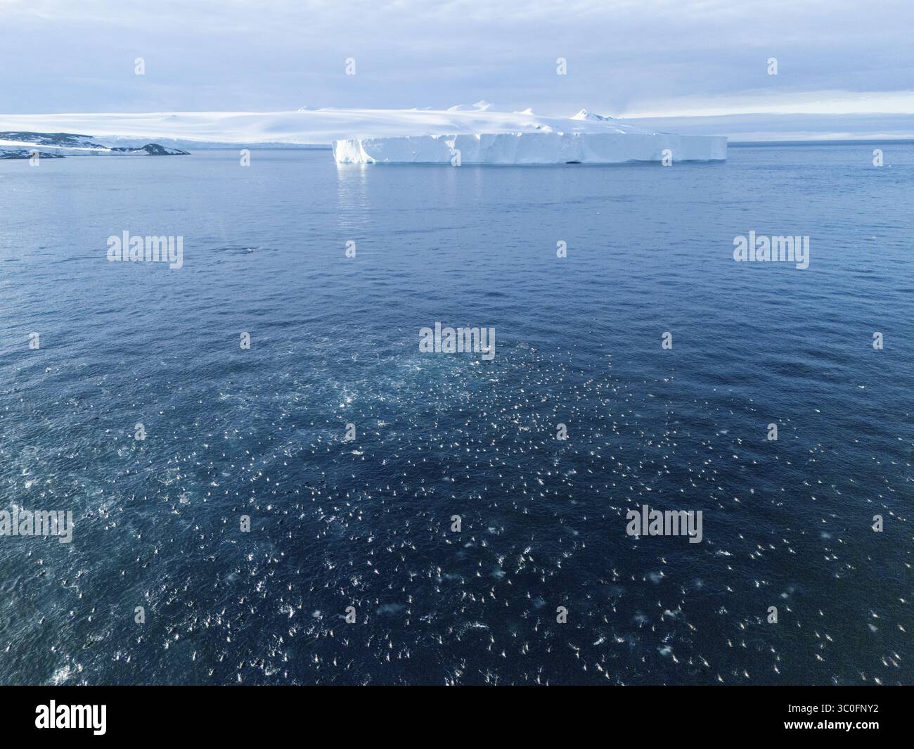 Aerial view of a vast expanse of dark blue ocean dotted with playful ...