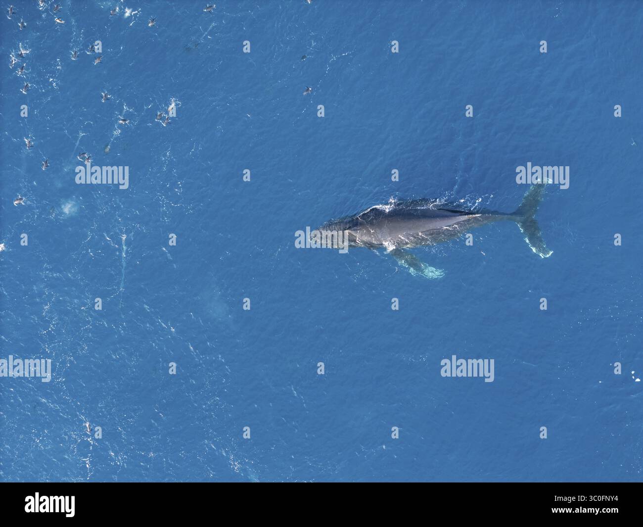Aerial view of a solitary whale glides through the vast, deep blue ...