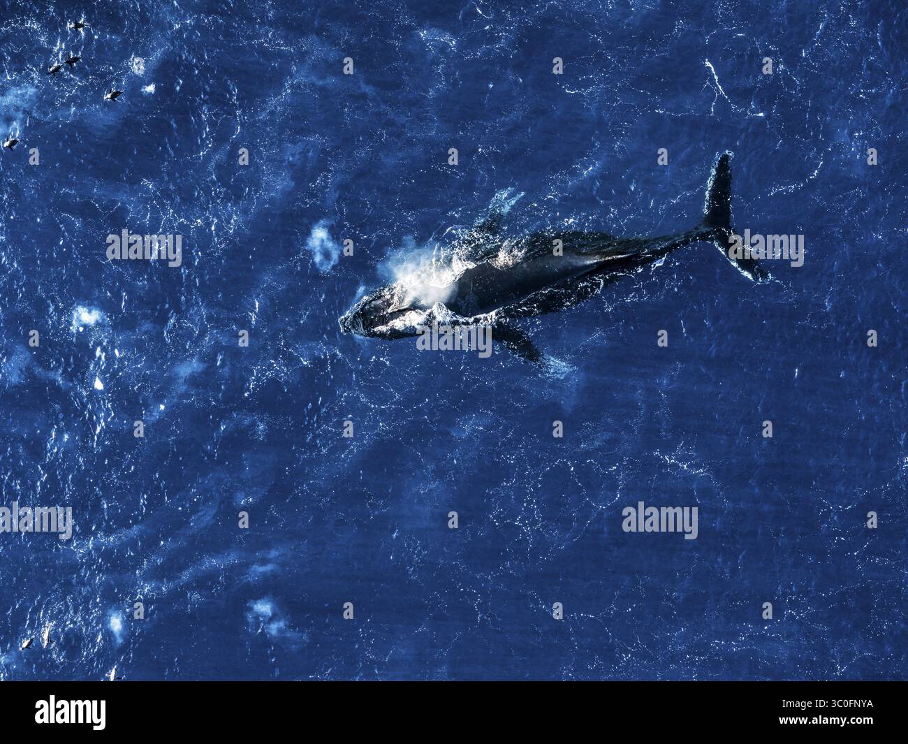 Aerial view of a humpback whale breaching the surface of the frigid ...