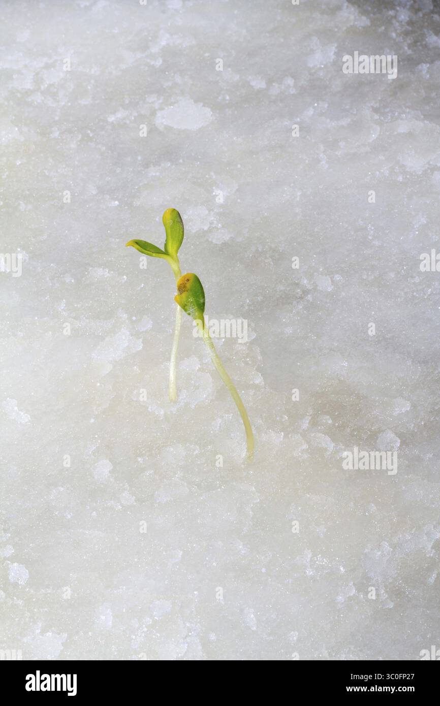First plants hi-res stock photography and images - Alamy