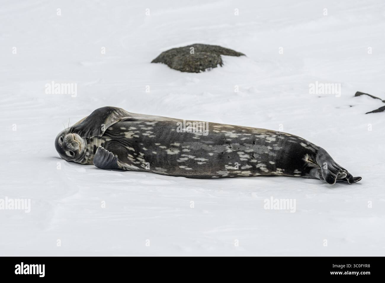 View of a spotted seal lounges languidly on a bed of pristine white ...