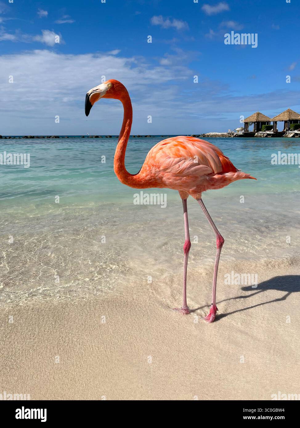 A flamingo at the beach on Aruba Stock Photo - Alamy