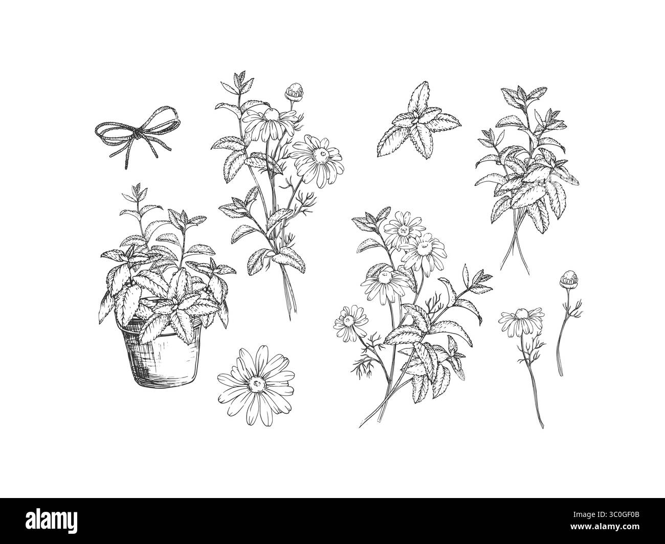 Calming herbs set of vector illustrations hand drawn in ink. Chamomile ...