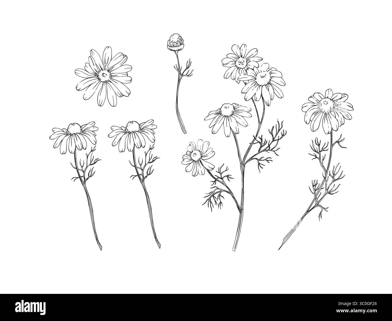 Chamomile set of vector illustrations hand drawn with ink. Flowers ...