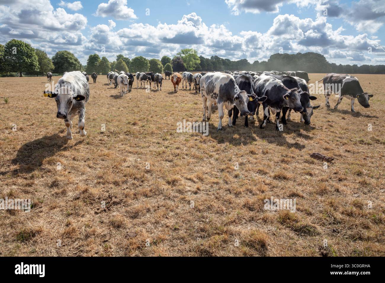 Cows grazing on brown dry grass as a result of summer heat wave and ...