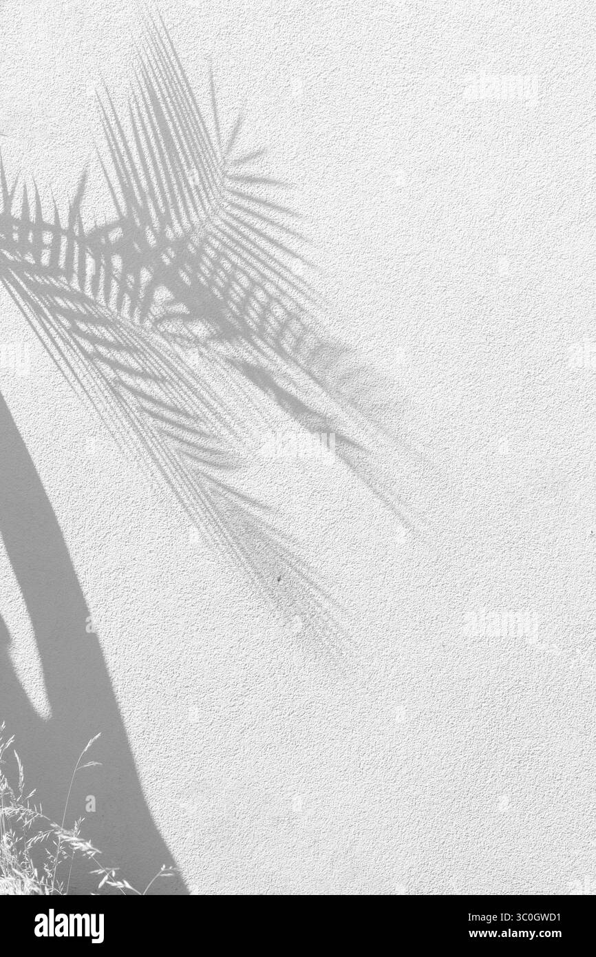 Tropical jungle forest texture Black and White Stock Photos & Images - Alamy