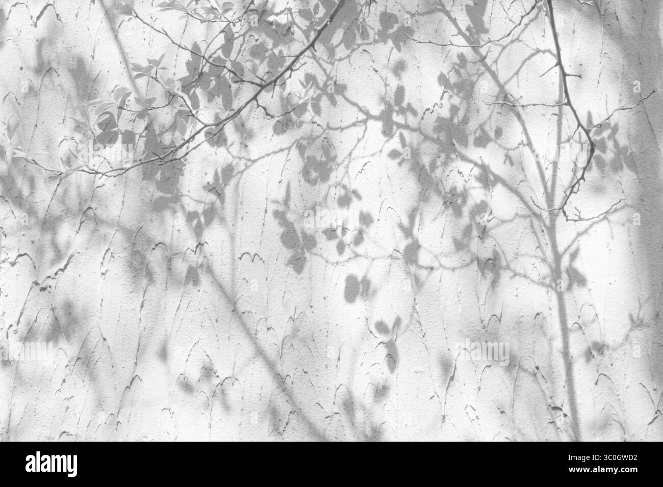 The shadow of dense foliage and branches on the wall, the dark shadow ...