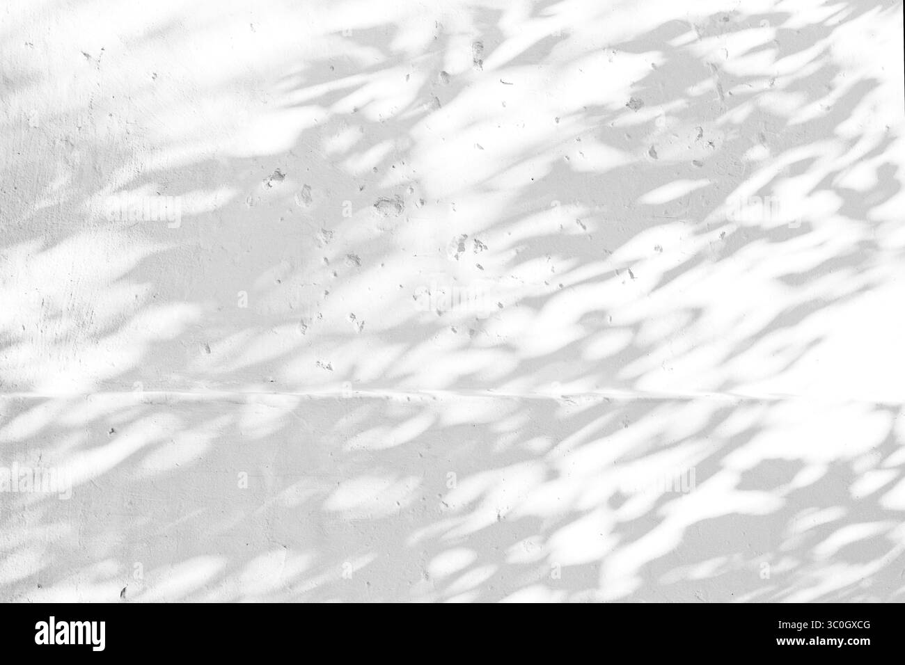 Gray shadow of natural leaves tree and tree trunk falling on white ...