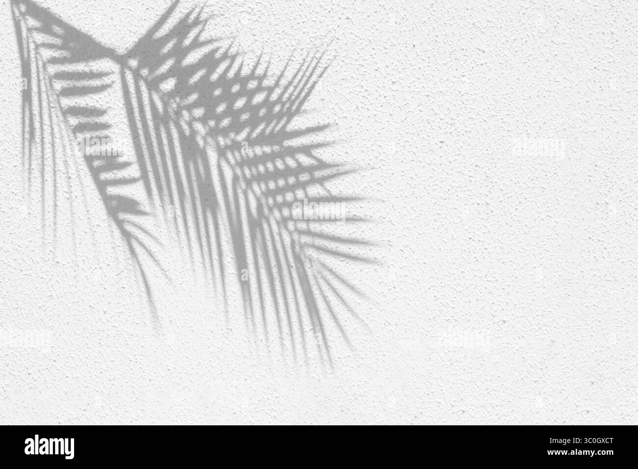 Background shadow from palm Black and White Stock Photos & Images - Alamy