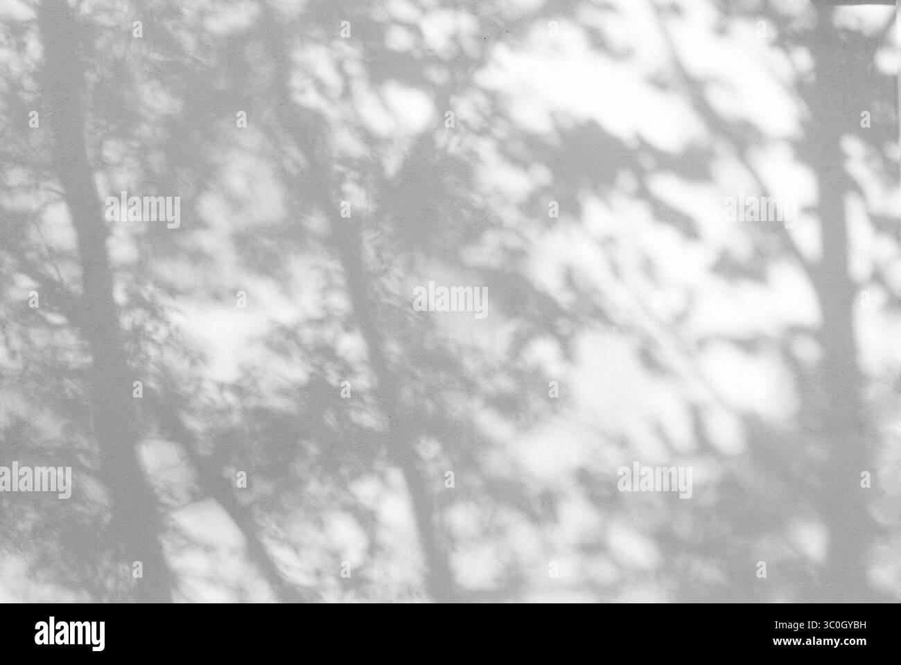 Sunlight and shadows on the wall from the branches of trees Stock Photo ...