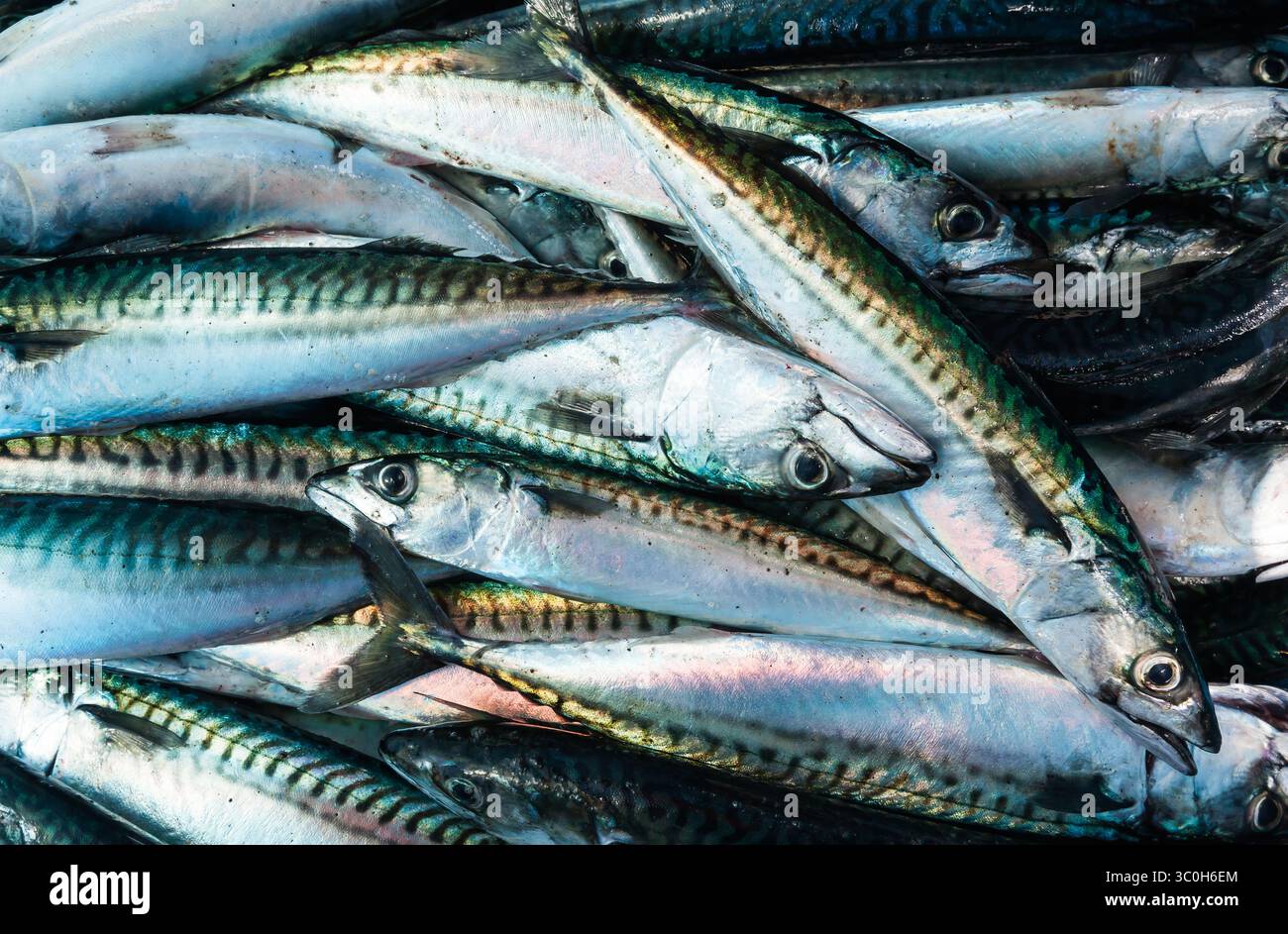 Batch of mackerel hi-res stock photography and images - Alamy