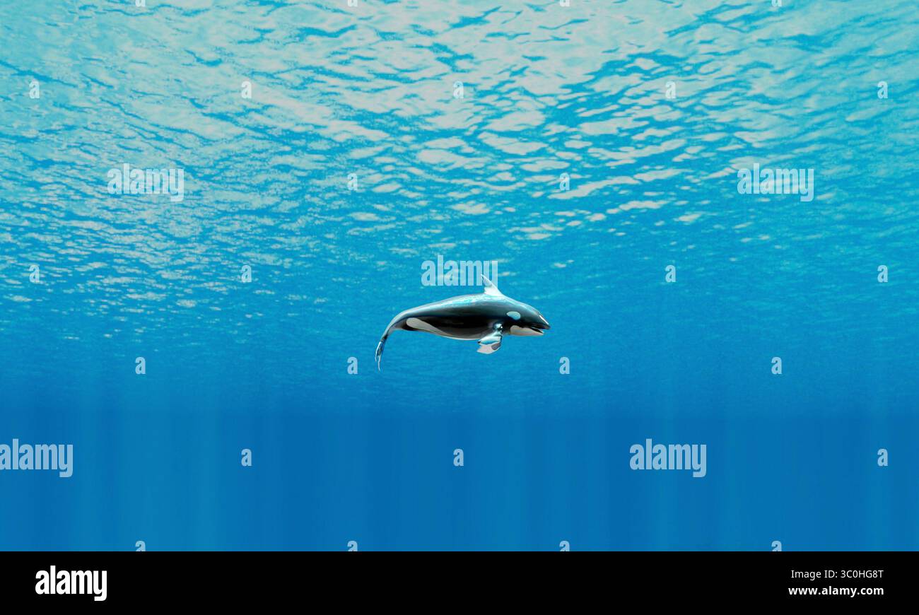 Realistic killer whale hi-res stock photography and images - Alamy