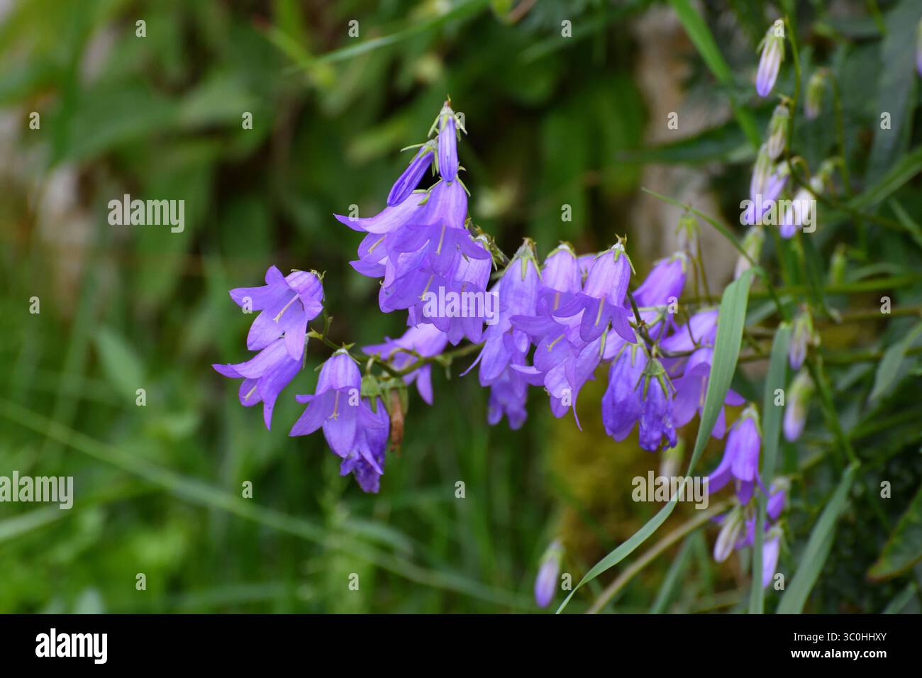 Campanula rapunculoides It is perennial herbaceous plant of the ...